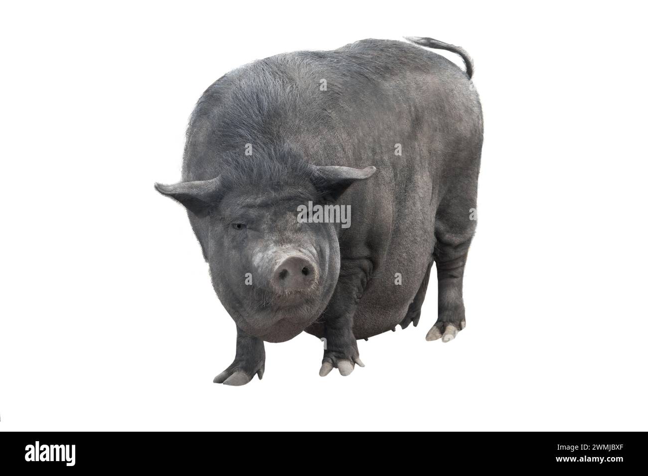 Vietnamese piggyback pig isolated on a white background Stock Photo - Alamy