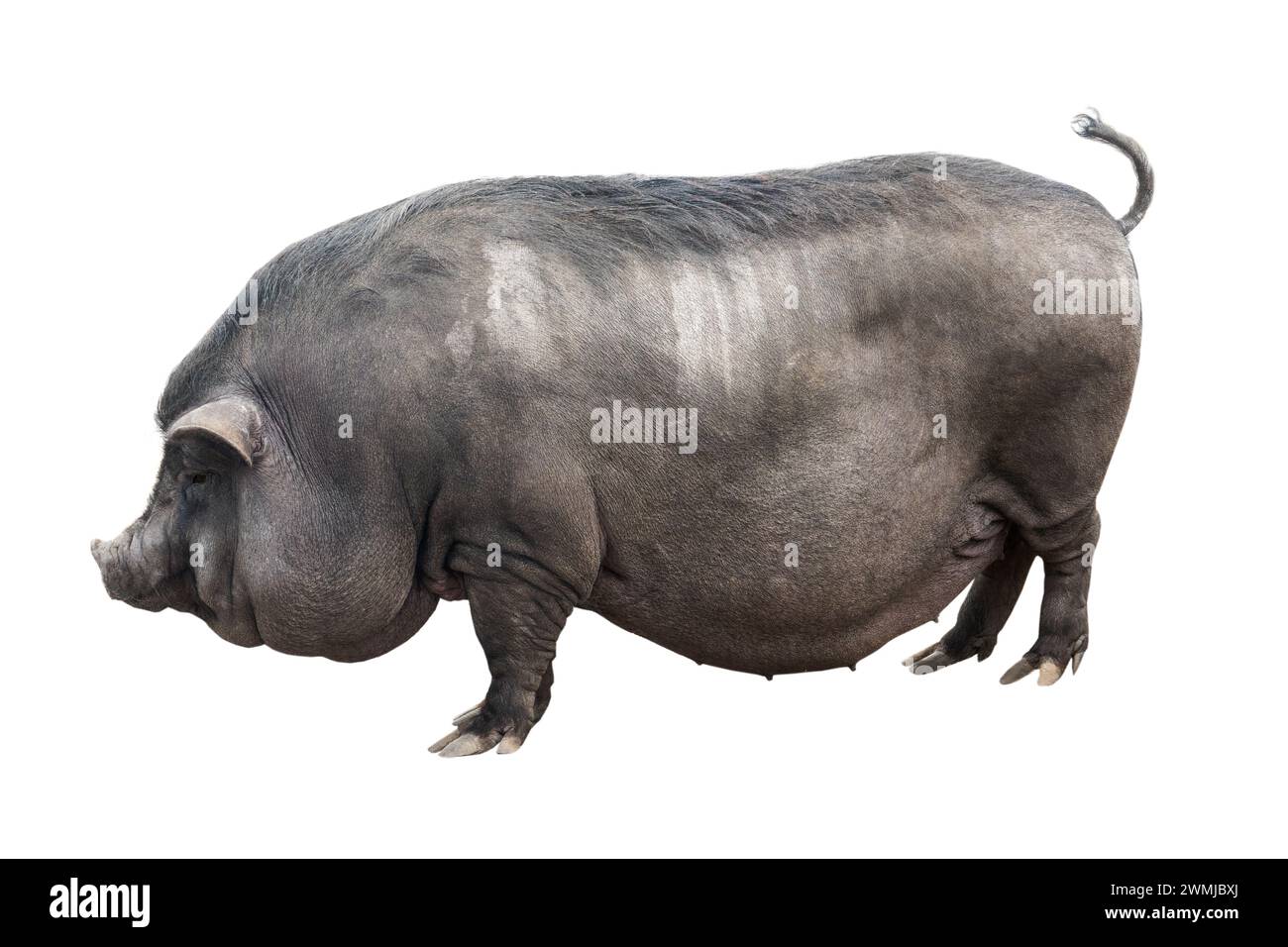 Vietnamese piggyback pig isolated on a white background Stock Photo - Alamy