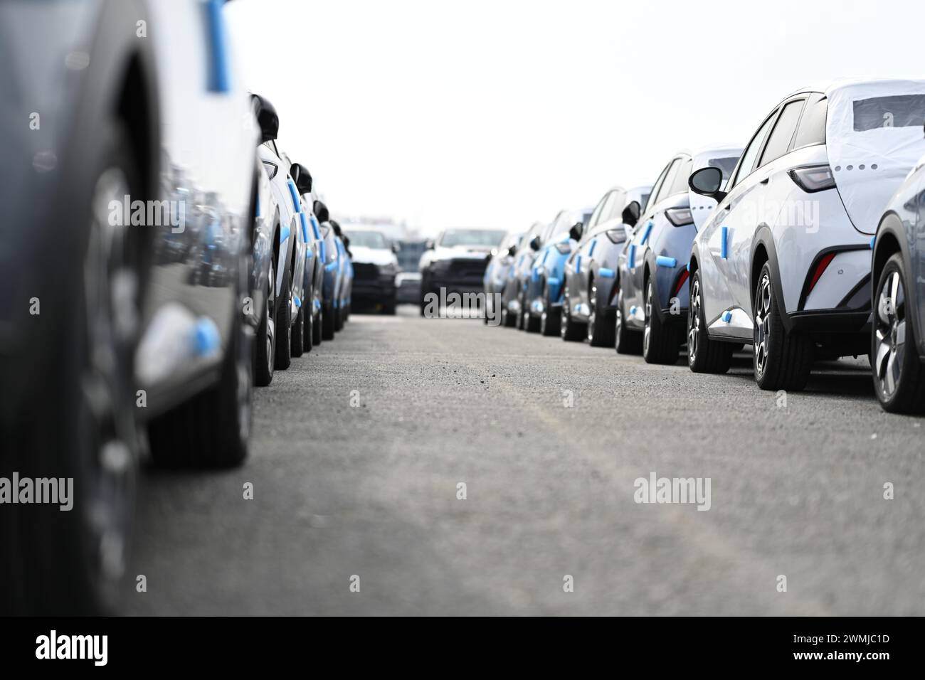 Byd dolphin hi-res stock photography and images - Alamy