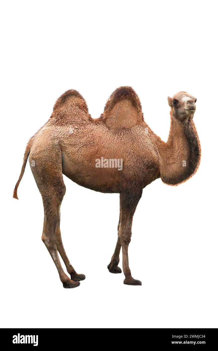 Bactrian camel Cut Out Stock Images & Pictures - Alamy