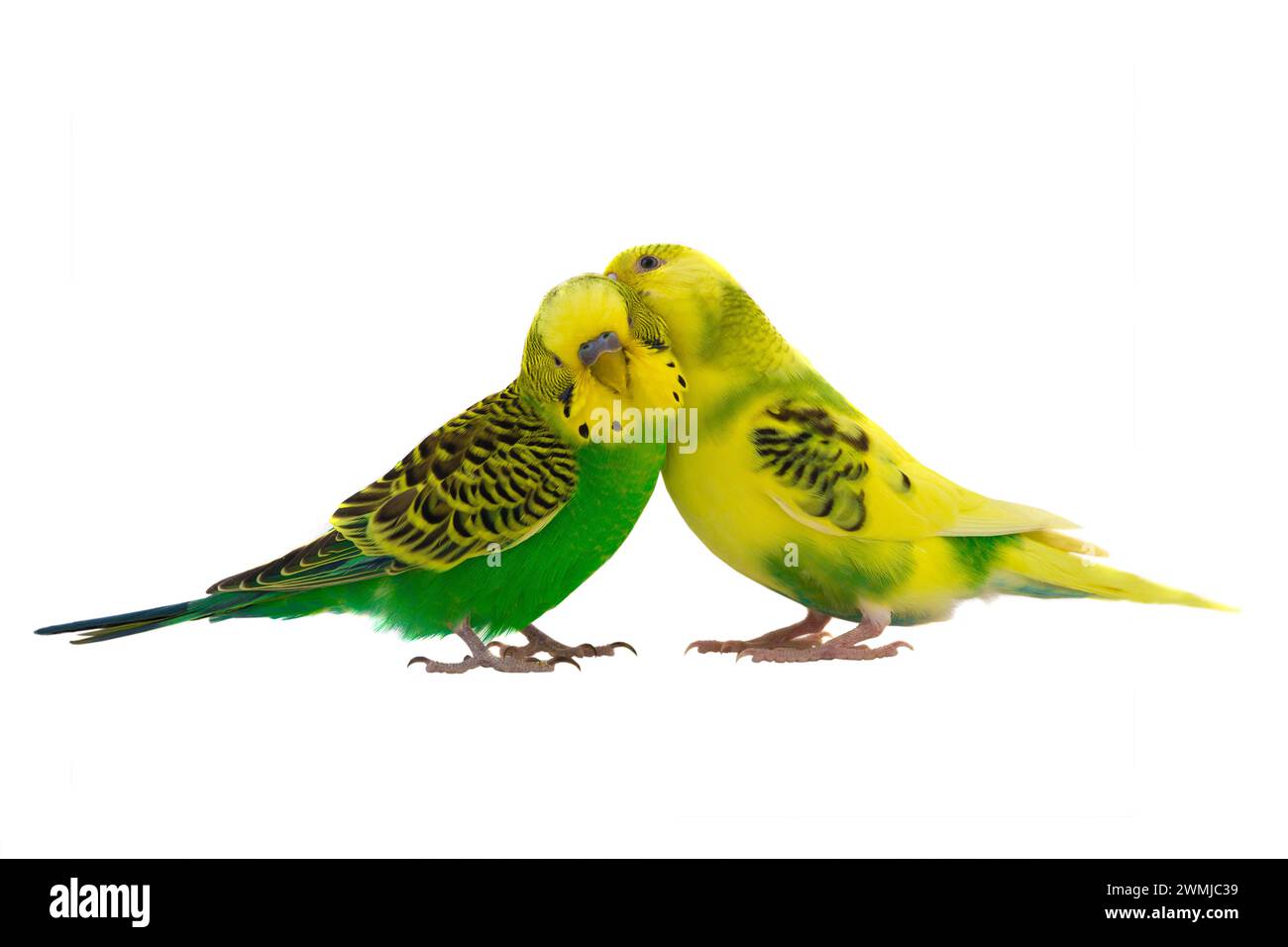 two budgie isolated on white background Stock Photo - Alamy