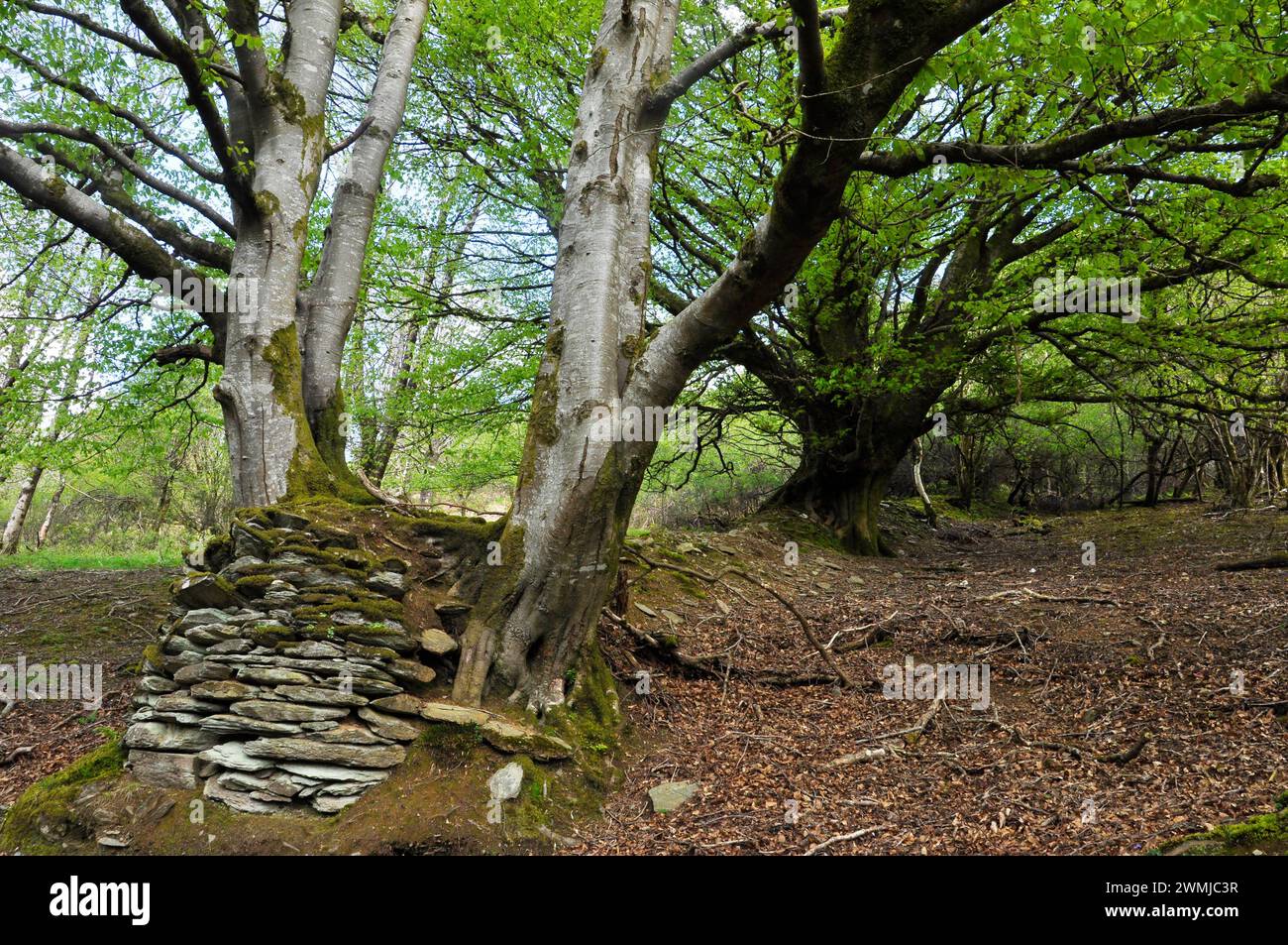 Beech trees growing on the remains of a stone wall up the steep side of ...