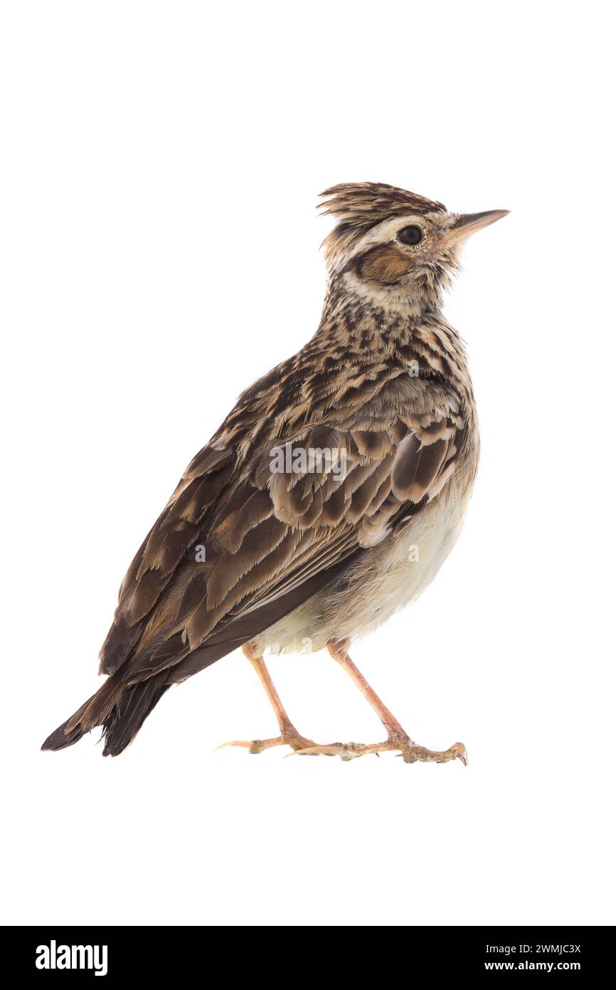 Wood lark Cut Out Stock Images & Pictures - Alamy