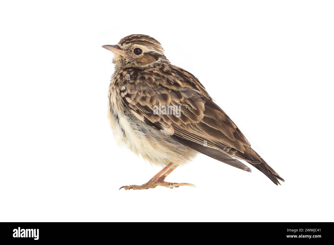 Wood lark Cut Out Stock Images & Pictures - Alamy