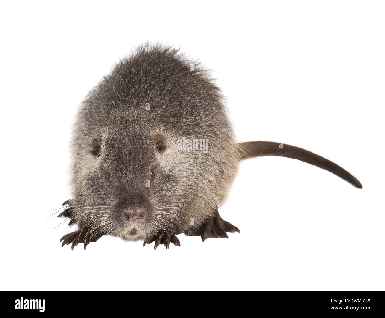 Grey Coypu (Myocastor coypus) aka river rat or nutria mammal animal ...