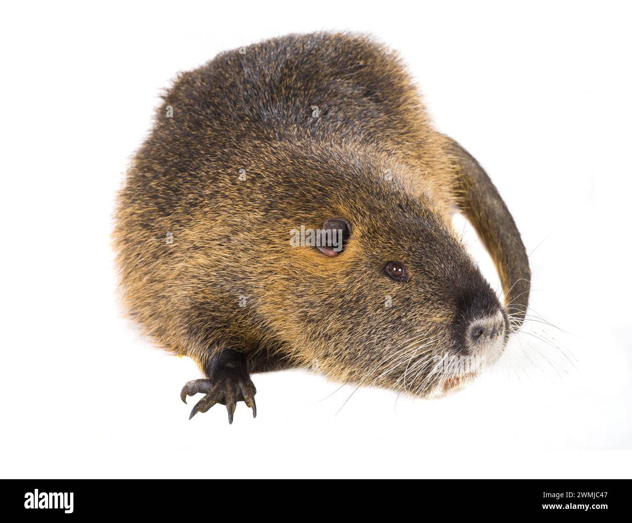 Coypu (Myocastor coypus) aka river rat or nutria mammal animal isolated ...
