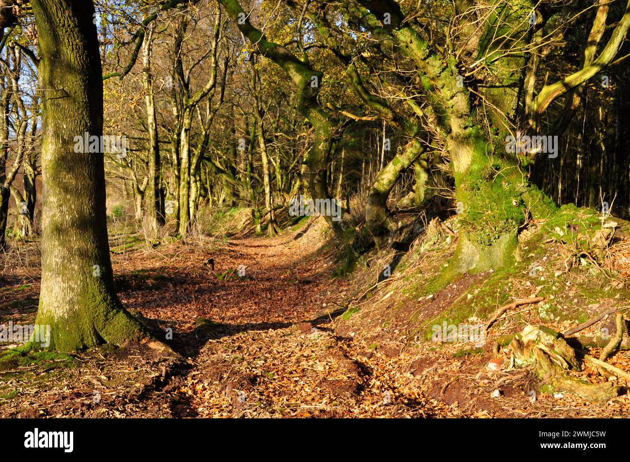 The autumn sunshine lights up the ditch and bank with old oak trees ...