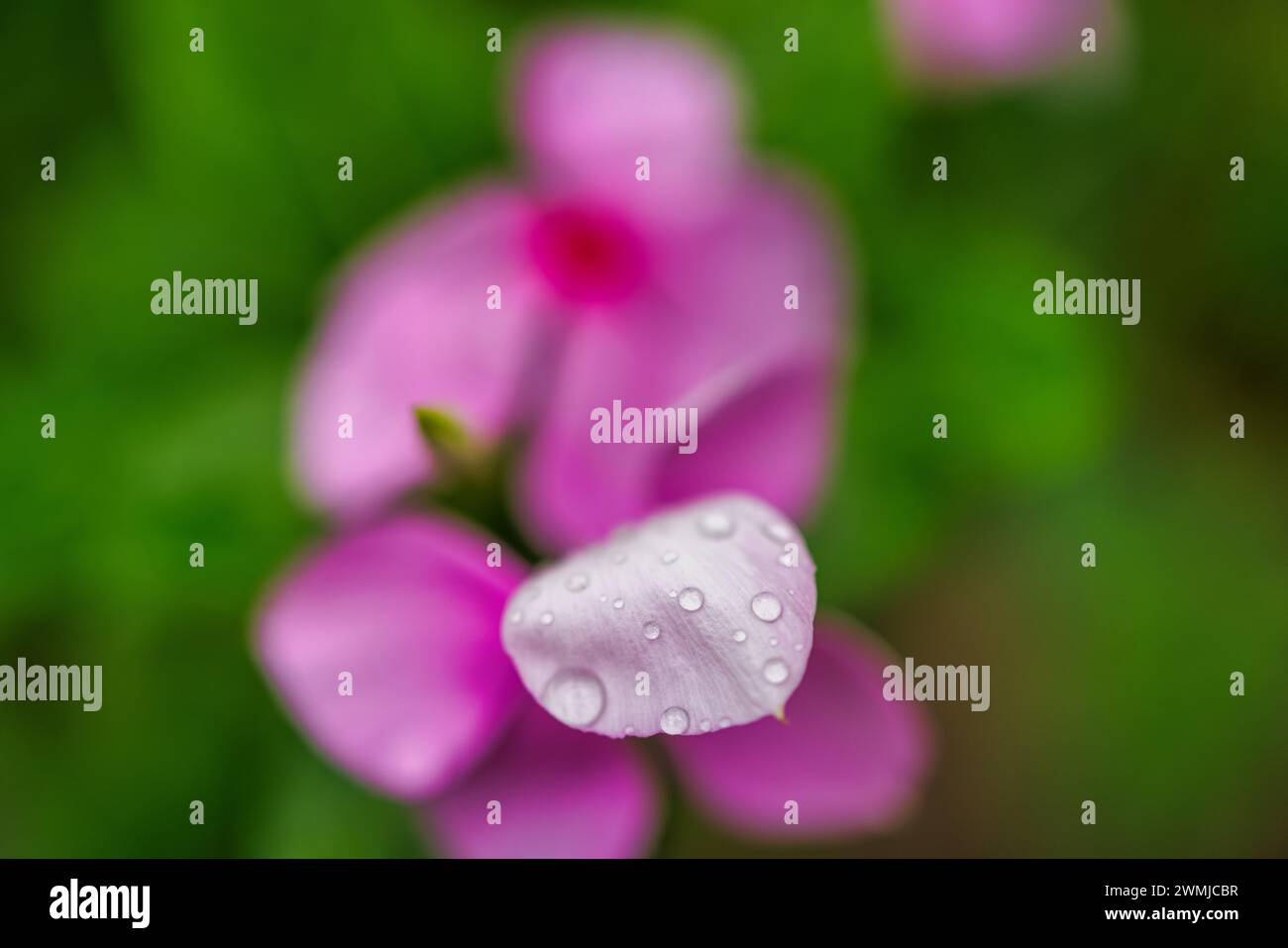 Beautiful purple daisy colors with water drops. Perfect nature macro ...