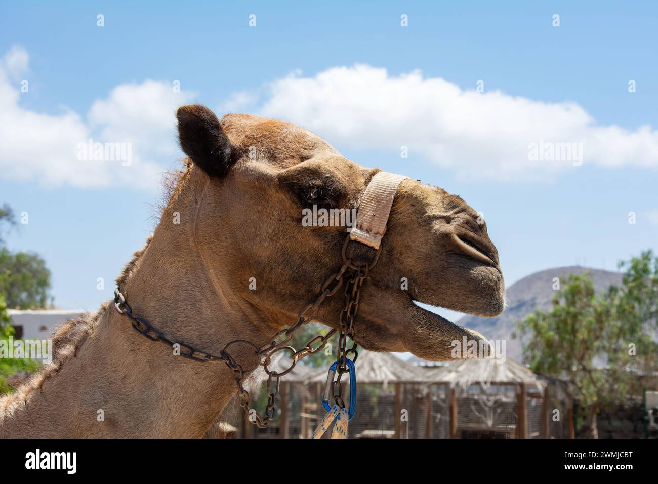 Camel with harness hi-res stock photography and images - Alamy