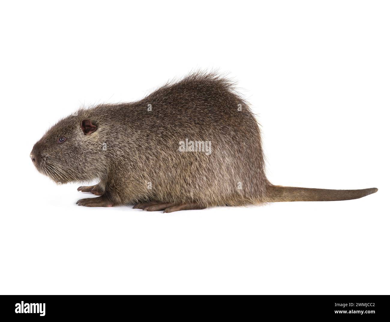 Grey Coypu (Myocastor coypus) aka river rat or nutria mammal animal ...