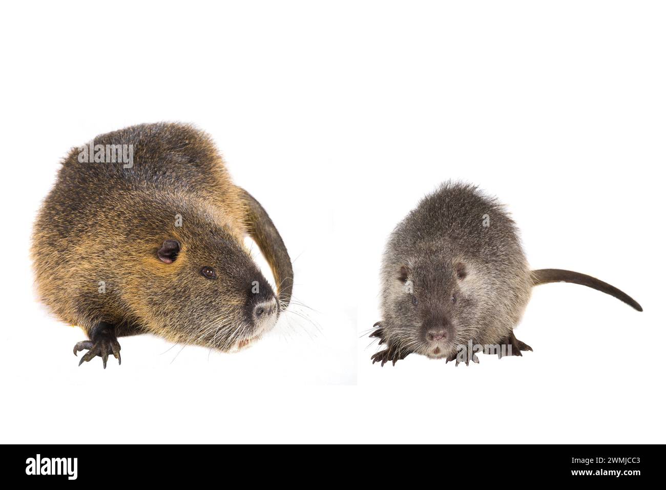 Two Coypu (Myocastor coypus) aka river rat or nutria mammal animal ...