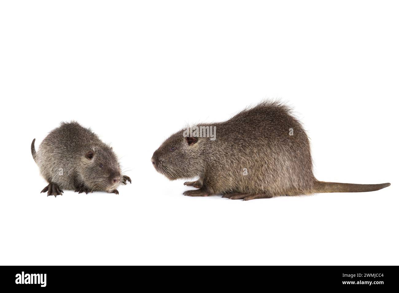 Two Grey Coypu (Myocastor coypus) aka river rat or nutria mammal animal ...