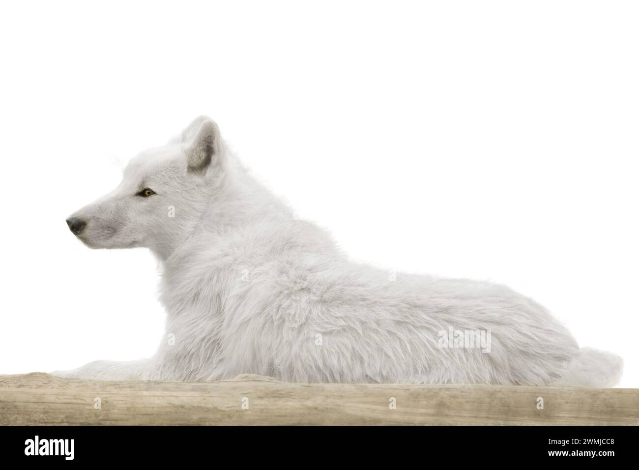 wolf isolated on a white background Stock Photo - Alamy