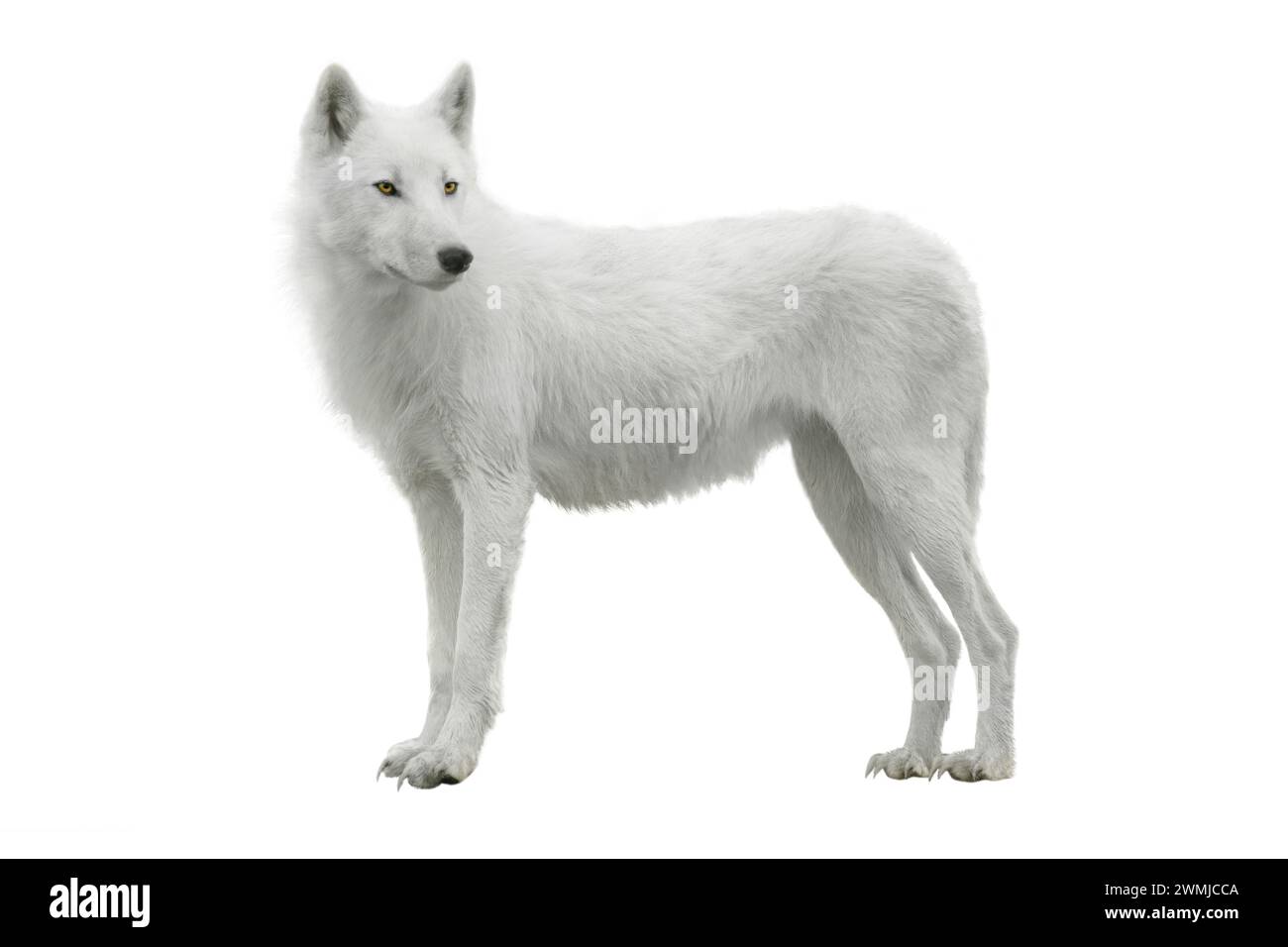 wolf isolated on a white background Stock Photo - Alamy