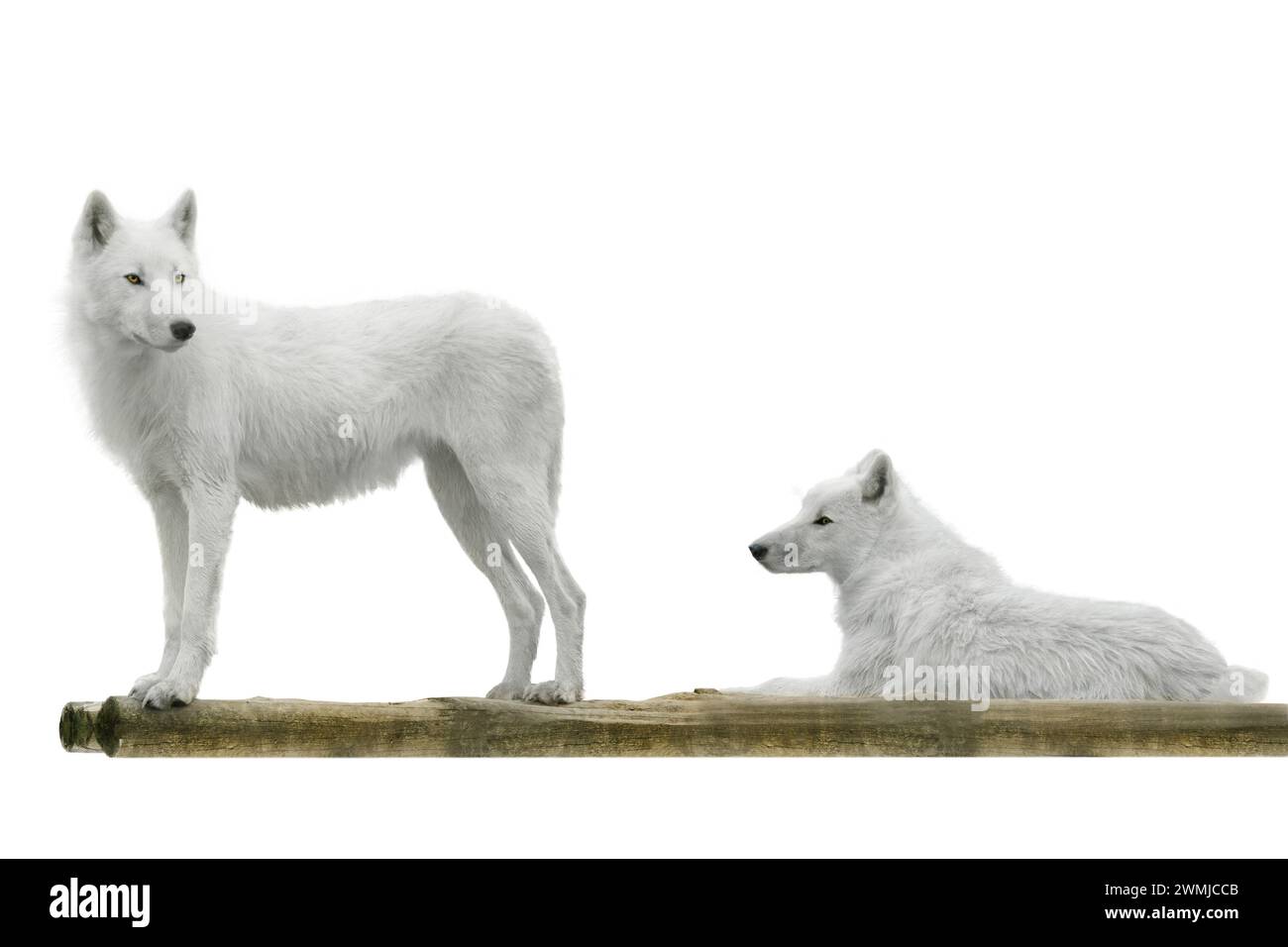 wolf isolated on a white background Stock Photo - Alamy