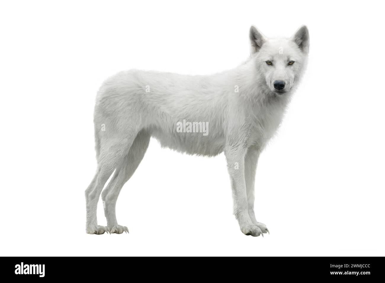 wolf isolated on a white background Stock Photo - Alamy