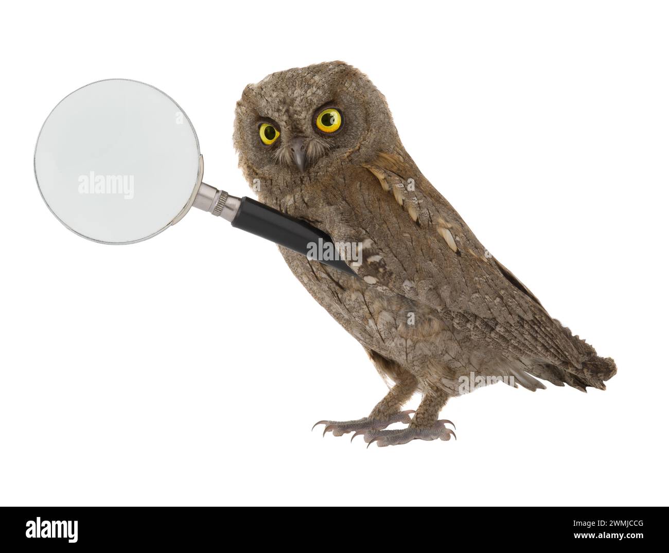 magnifying glass and owl on white background Stock Photo - Alamy