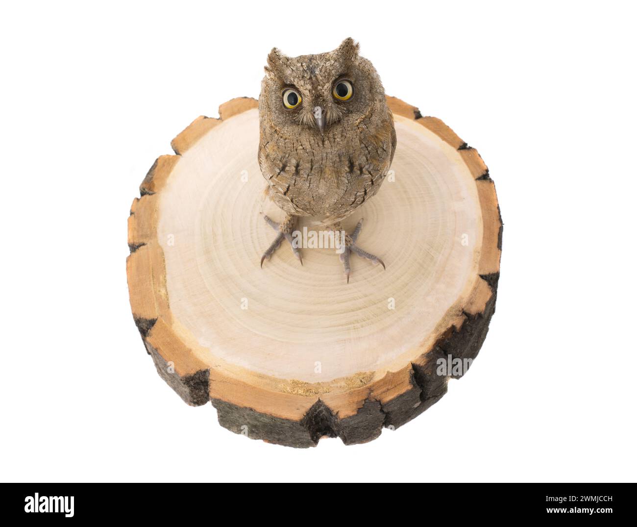 European scops owl on white background Stock Photo - Alamy