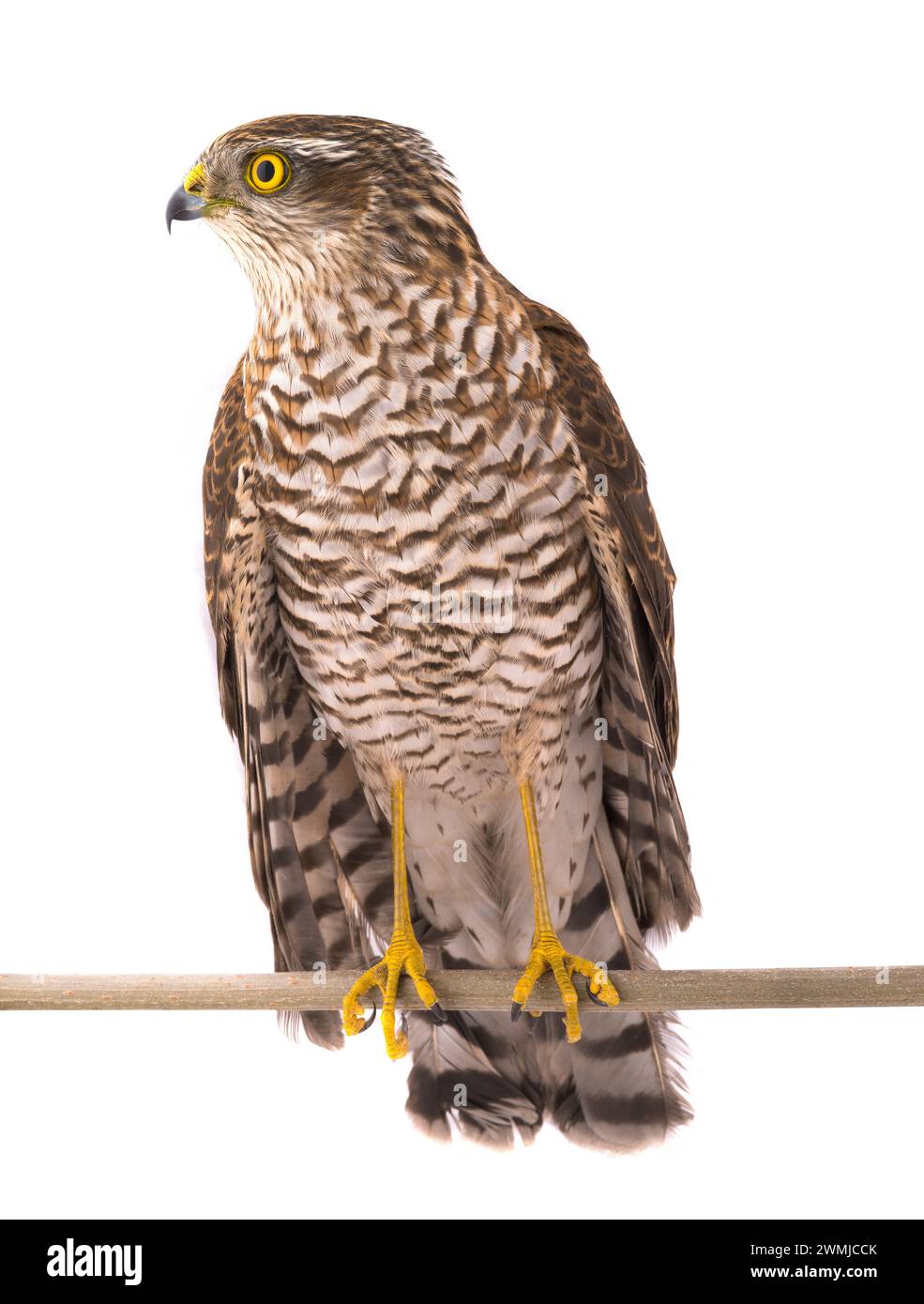 falcon isolated on a white background Stock Photo - Alamy