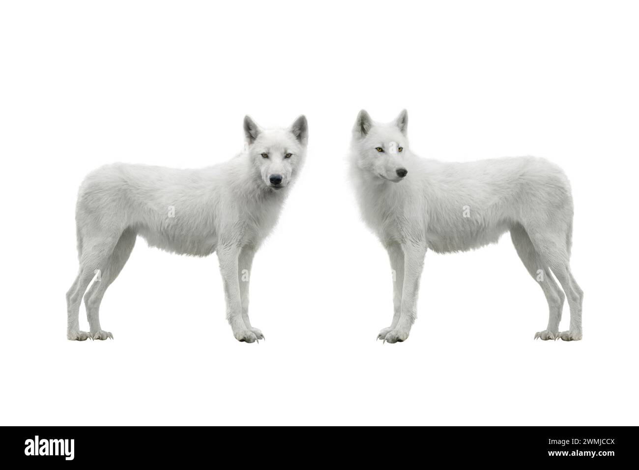 two wolf isolated on a white background Stock Photo - Alamy