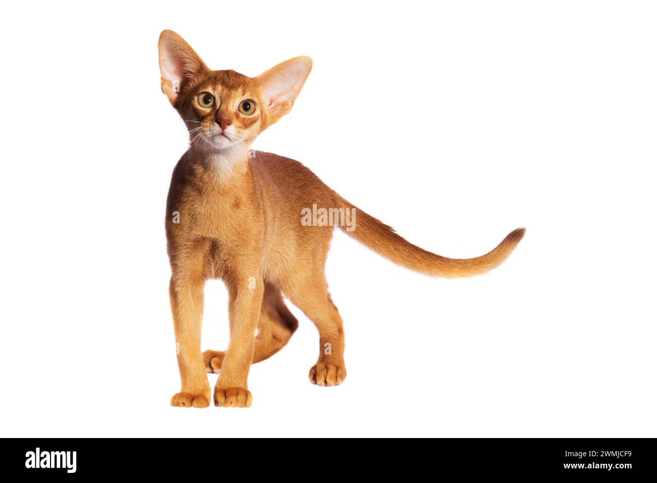 abyssinian cat isolated on white background Stock Photo - Alamy
