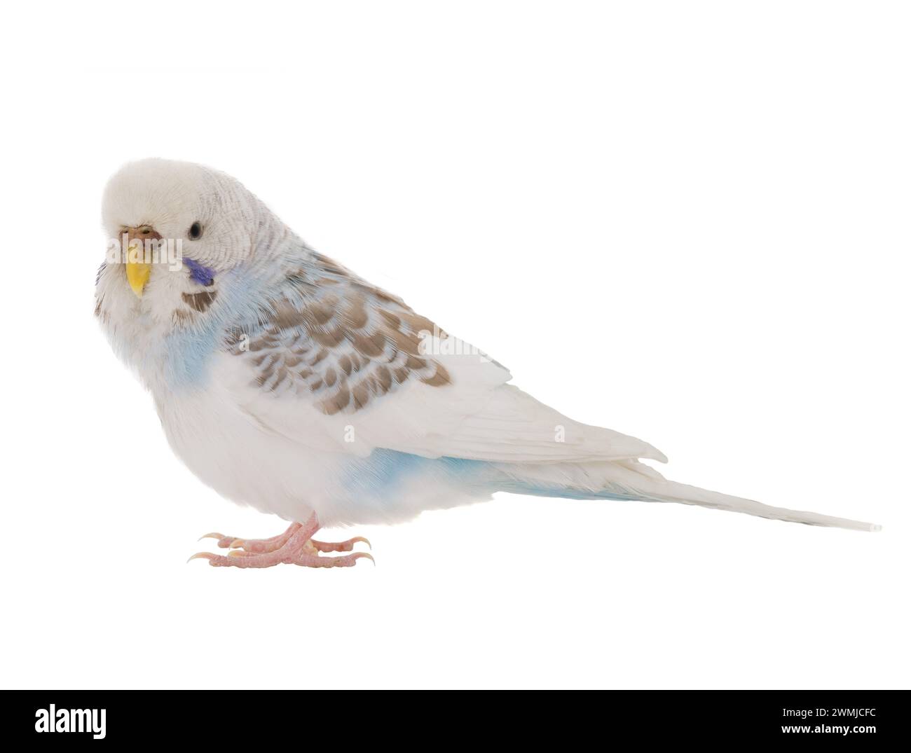 white budgie isolated on white background Stock Photo - Alamy