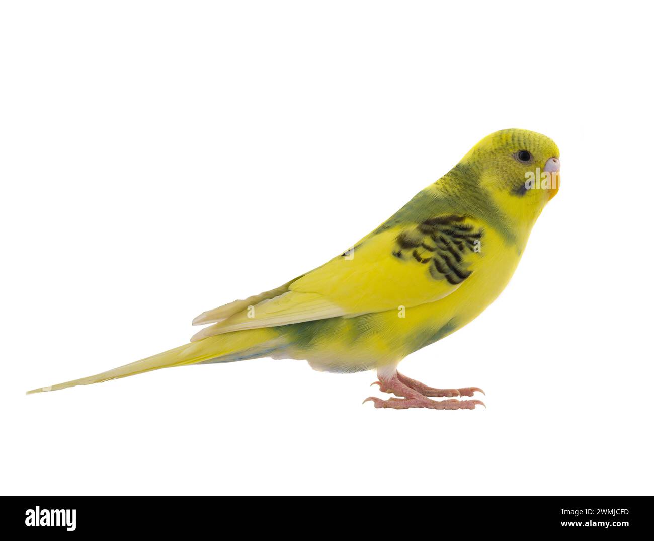 yellow budgie isolated on white background Stock Photo - Alamy