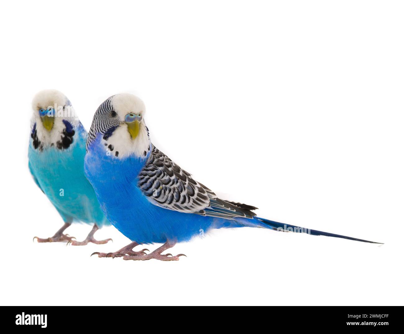 two blue budgie isolated on white background Stock Photo - Alamy