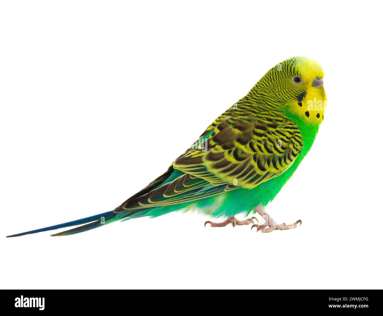 green budgie isolated on white background Stock Photo - Alamy