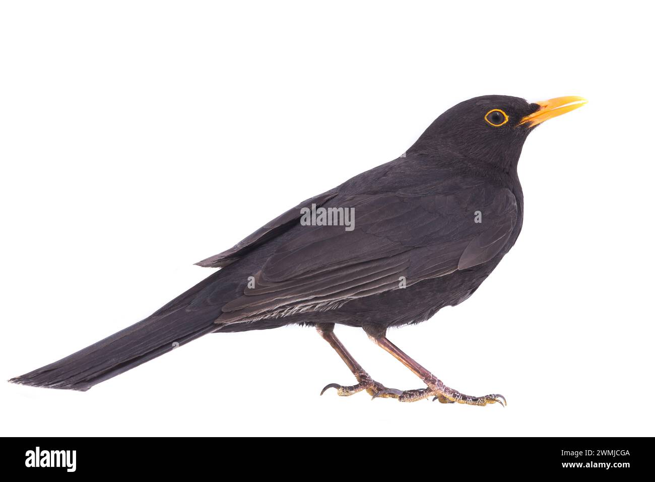 blackbird (Turdus merula) isolated on a white background Stock Photo ...