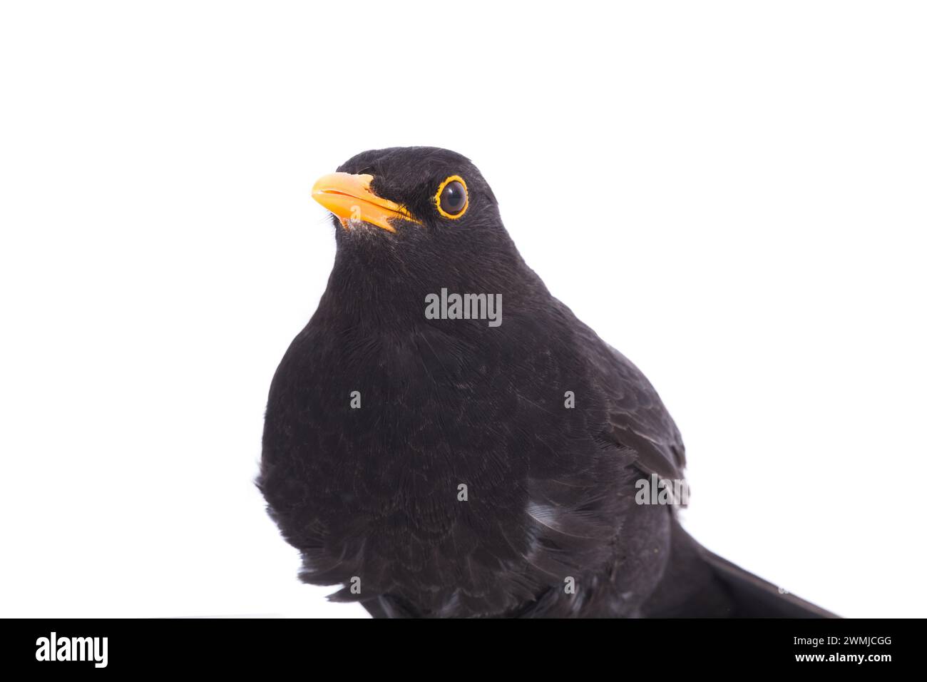 portrait blackbird (Turdus merula) isolated on a white background Stock ...