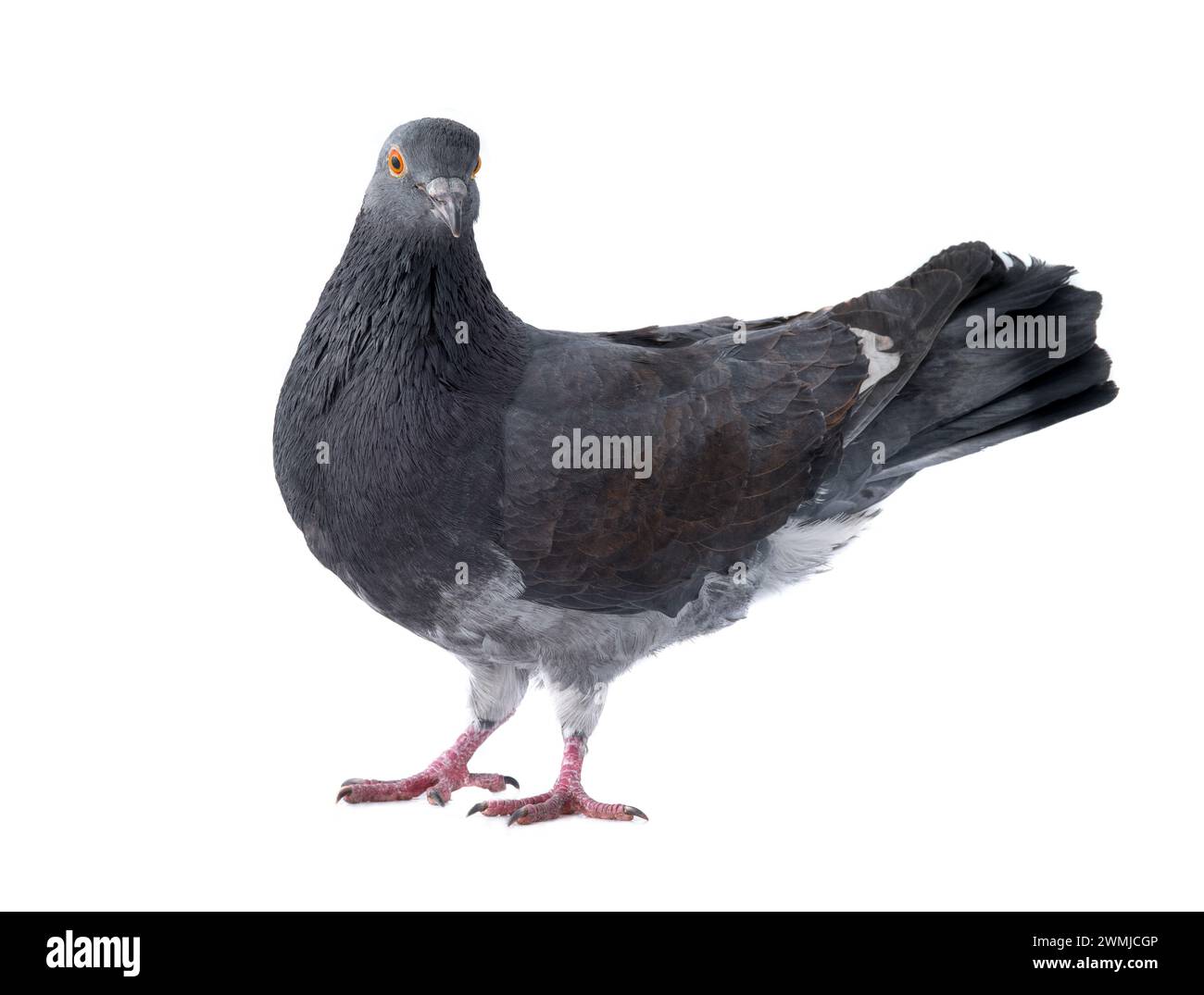 gray pigeon isolated on a white background Stock Photo - Alamy