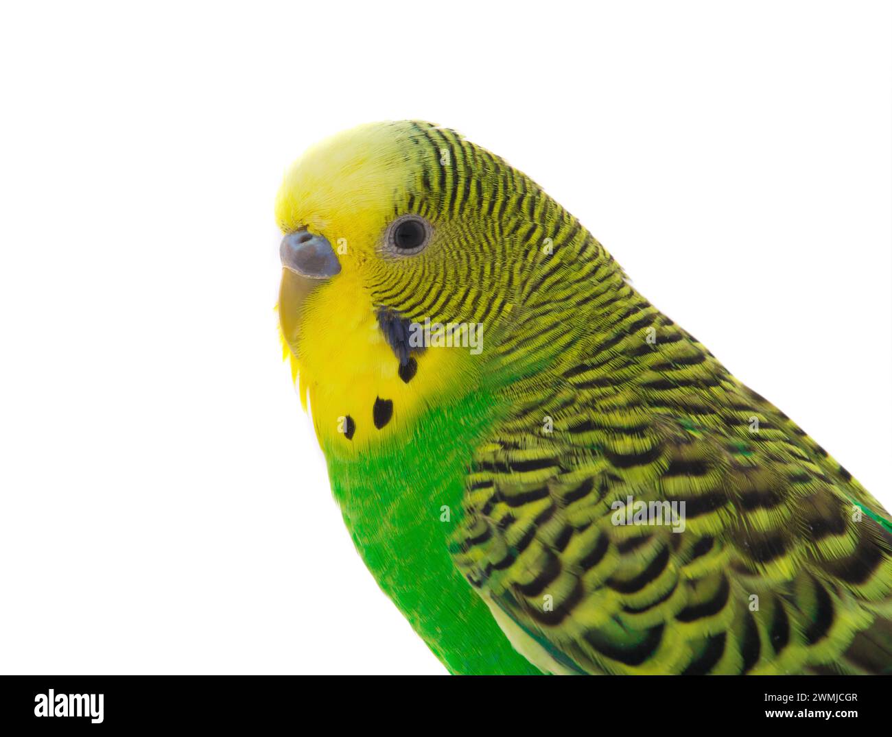 portrait green budgie isolated on white background Stock Photo - Alamy