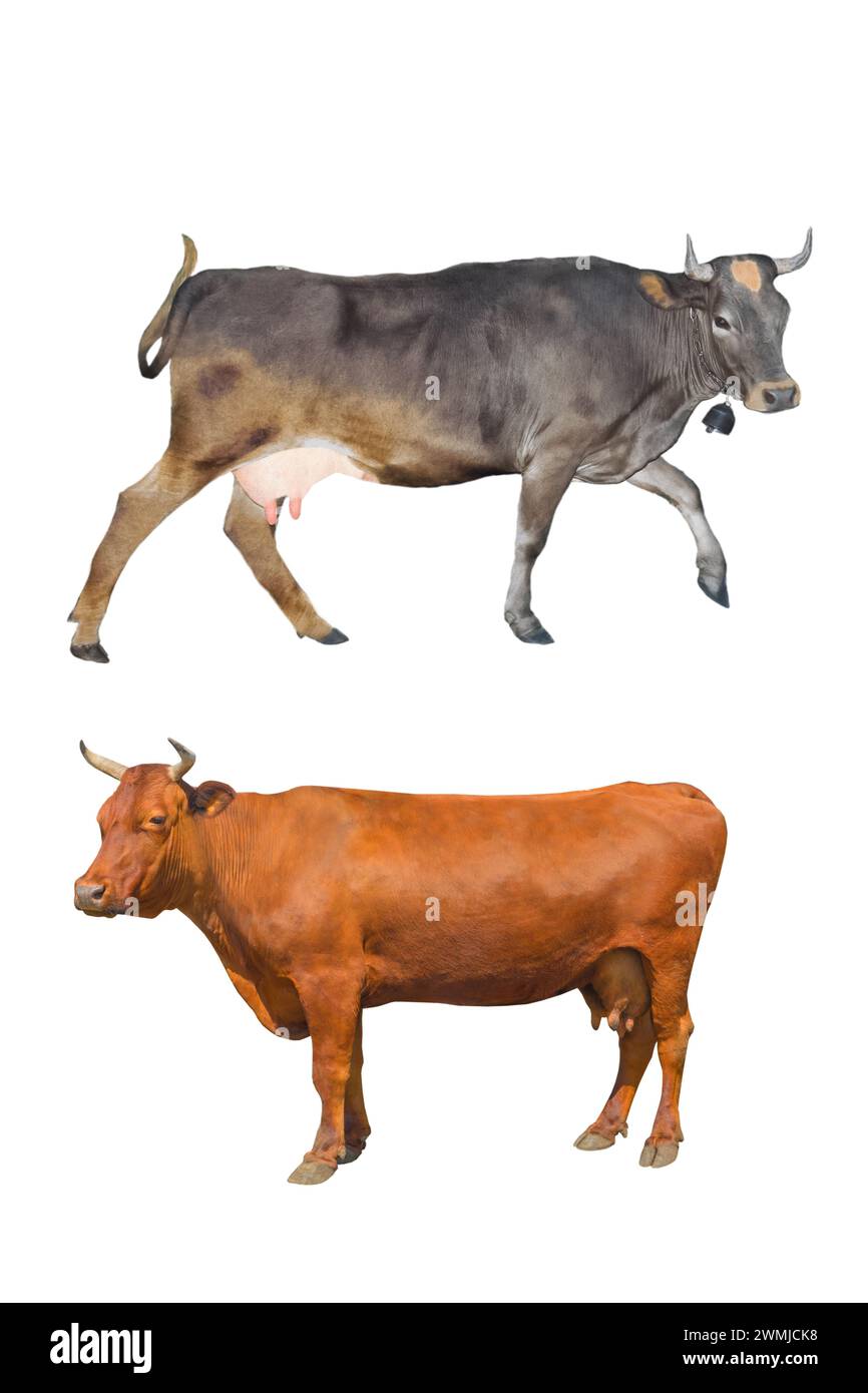 two cow isolated on a white background Stock Photo - Alamy