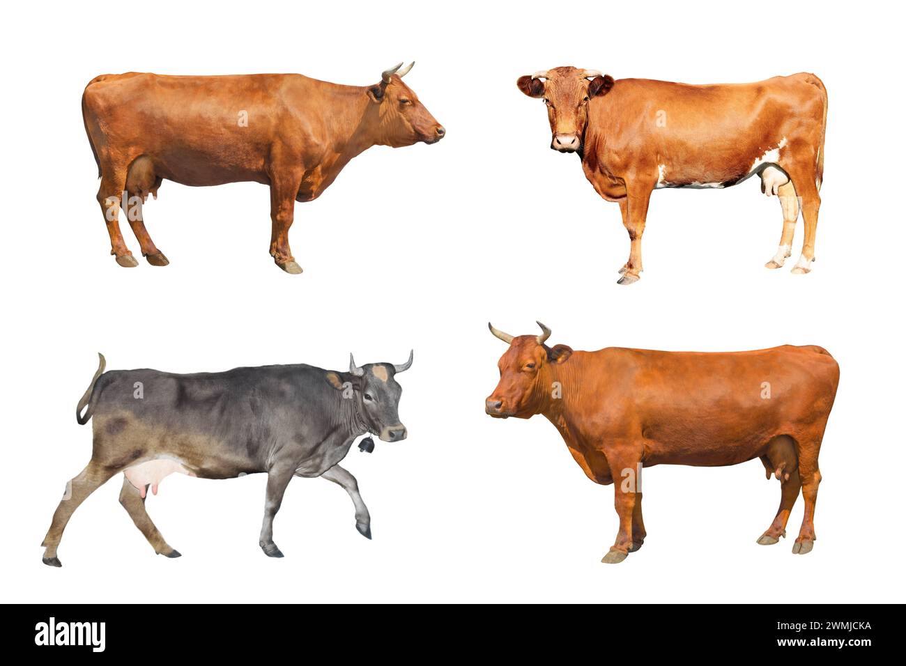 Four cows hi-res stock photography and images - Alamy