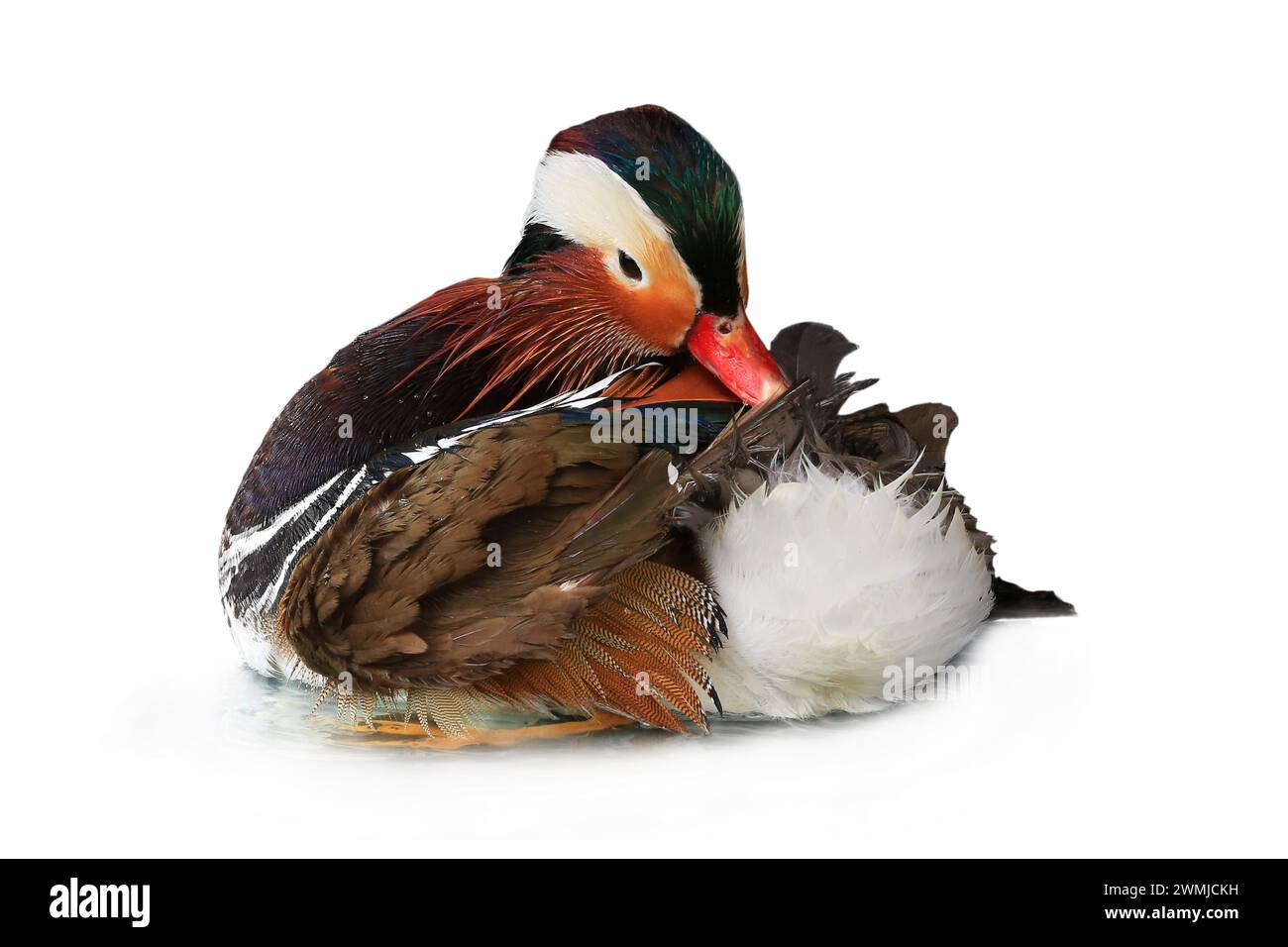 White black duck red Cut Out Stock Images & Pictures - Alamy