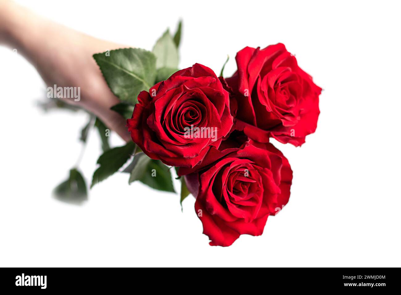 Three red rose bud hi-res stock photography and images - Alamy