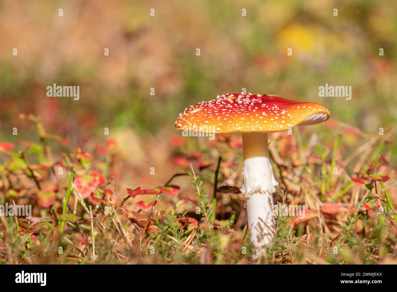 Red and white toadstool mushrom growing on the ground in autumn colors ...