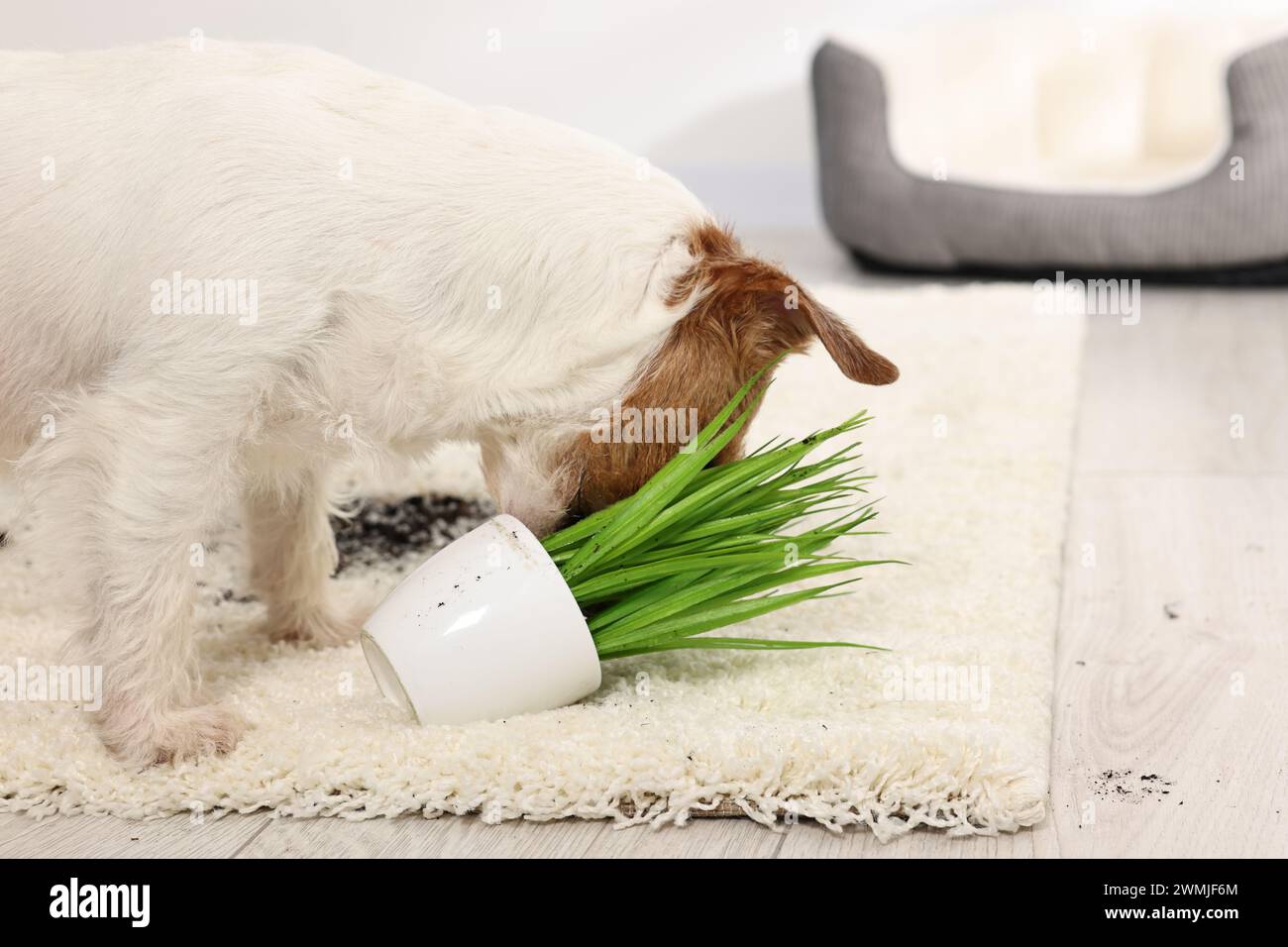 Cute dog near overturned houseplant on rug indoors Stock Photo - Alamy