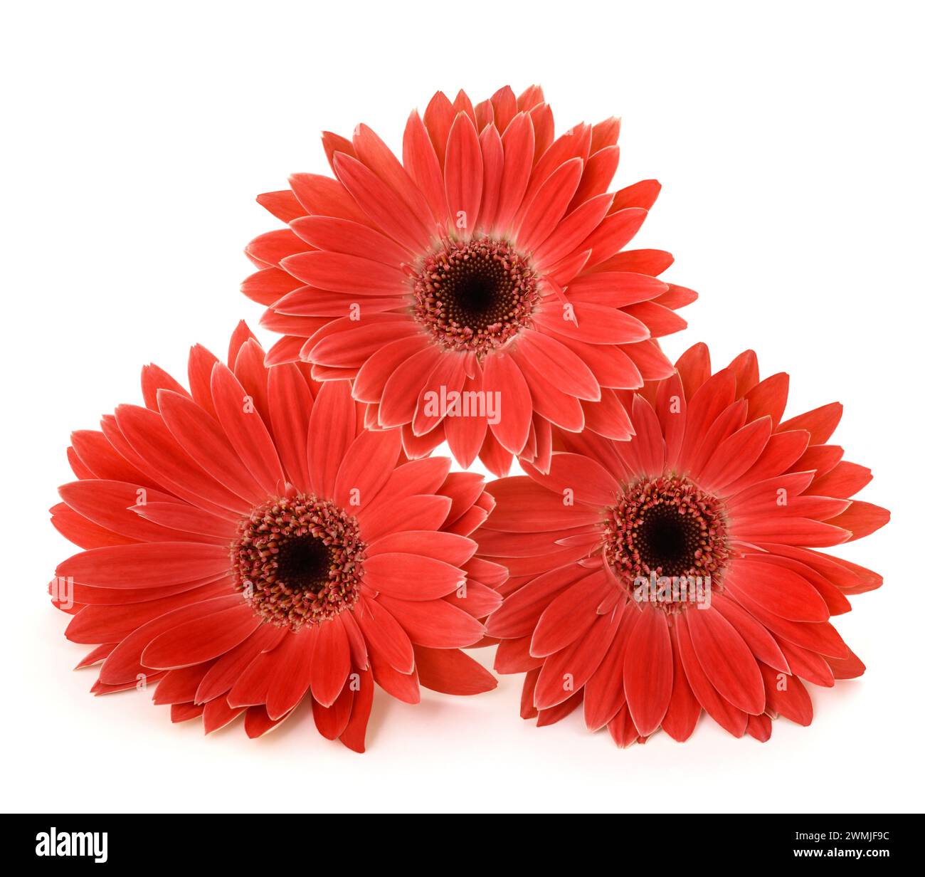 Gerberas flowers isolated on white background Stock Photo - Alamy
