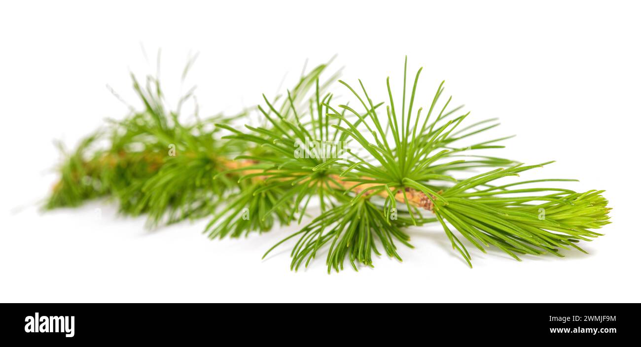 Larch branch isolated on white background Stock Photo - Alamy