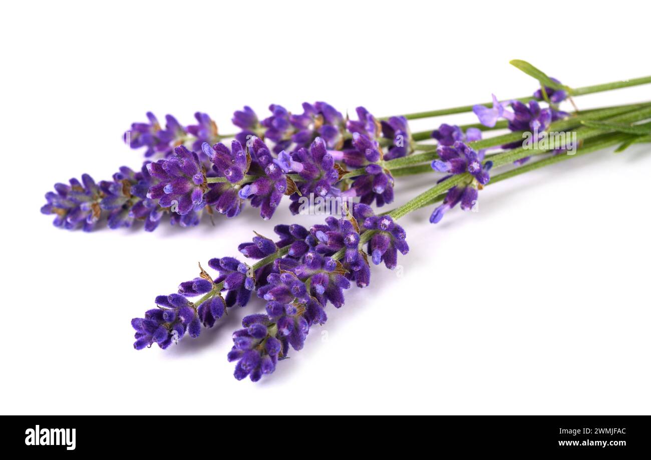 Lavender flowers isolated on white background Stock Photo - Alamy
