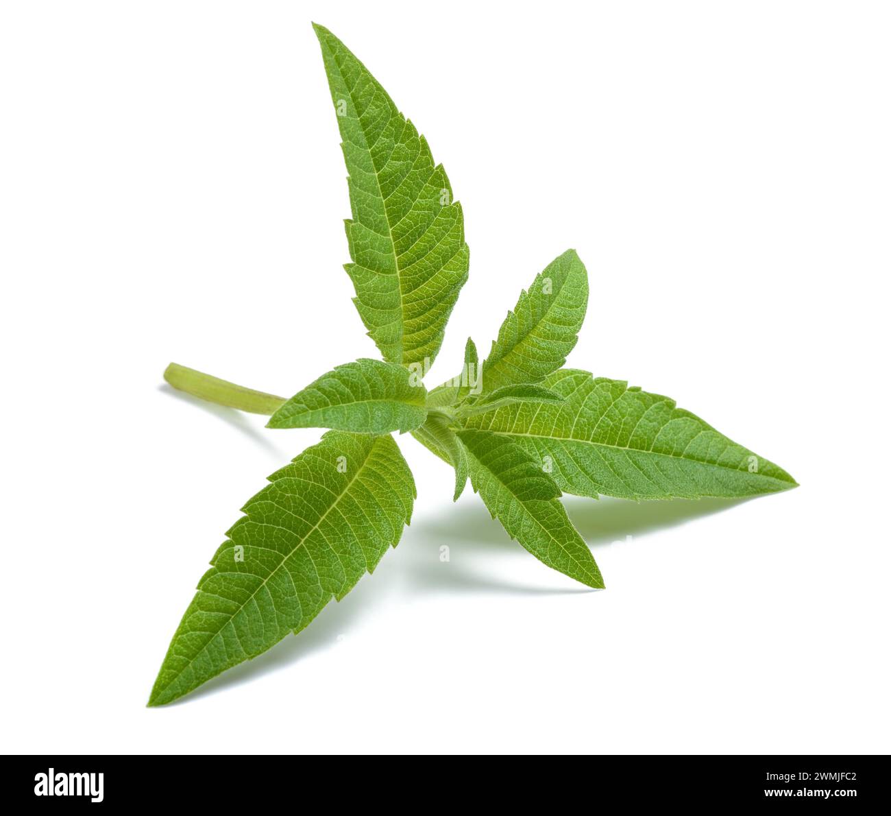 Lemon verbena leaves on Cut Out Stock Images & Pictures - Alamy