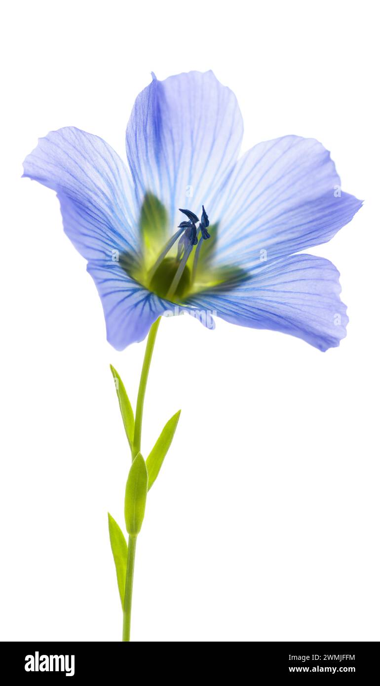 Floral wild flower Cut Out Stock Images & Pictures - Alamy