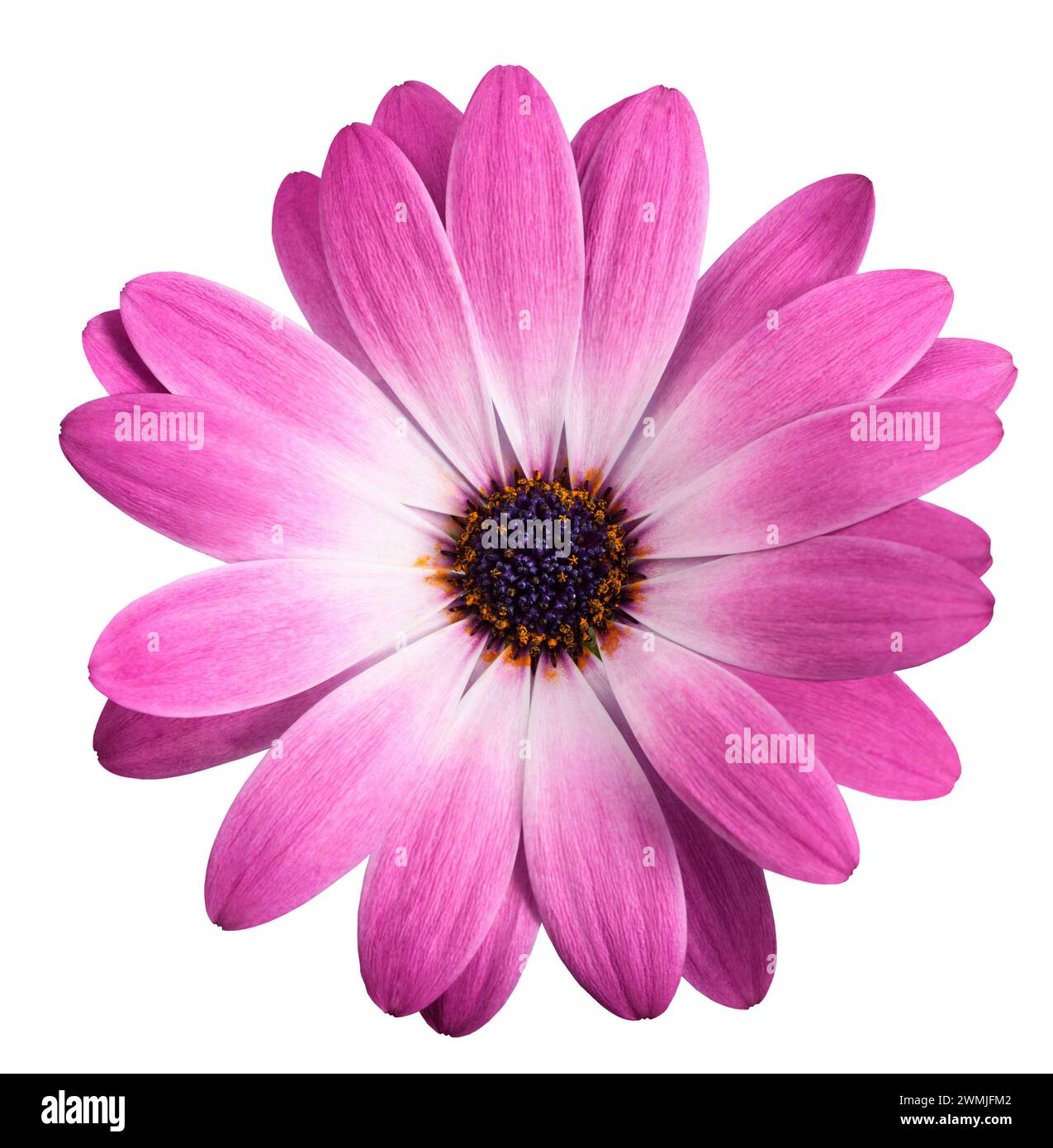 White flowers blooming on river Cut Out Stock Images & Pictures - Alamy