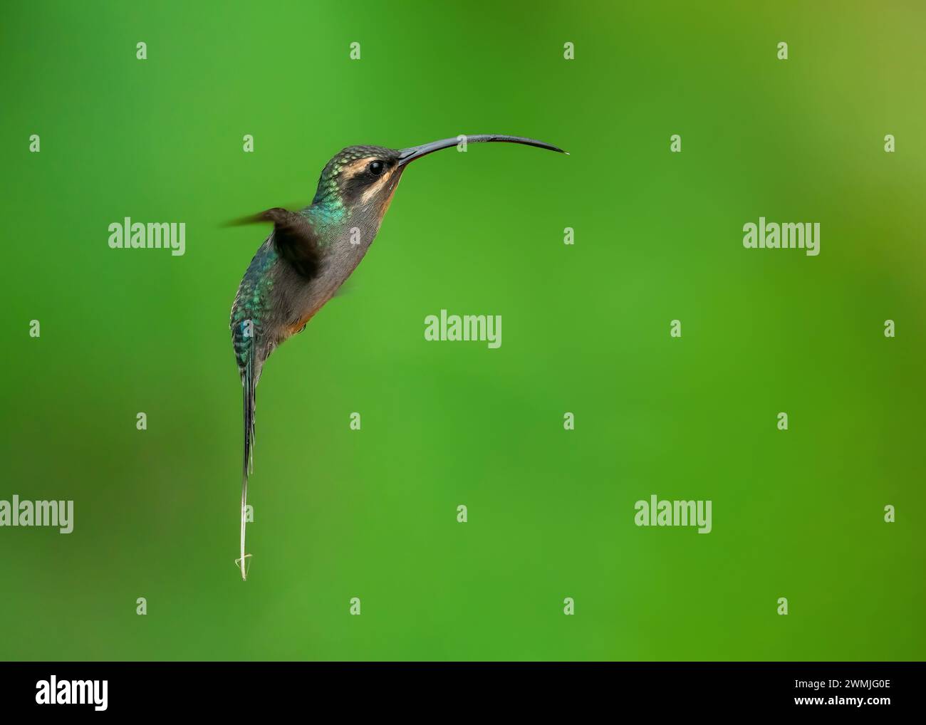 Phaethornis guy, Green hermit caought in fly, Nice green background ...