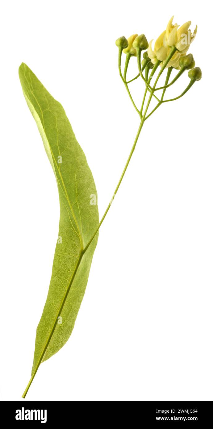 Green linden leaf yellow hi-res stock photography and images - Alamy