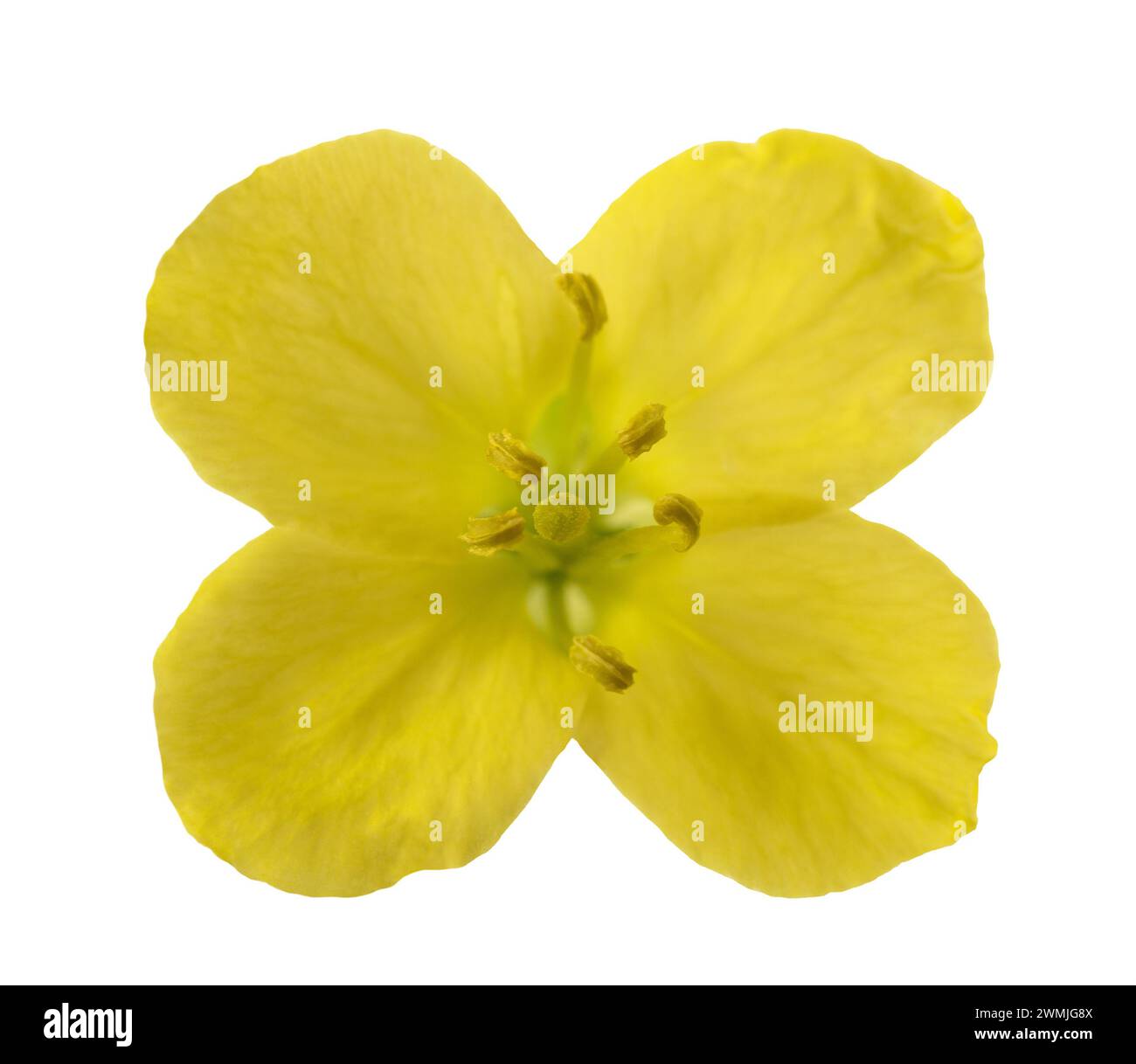 Vescicaria hi-res stock photography and images - Alamy