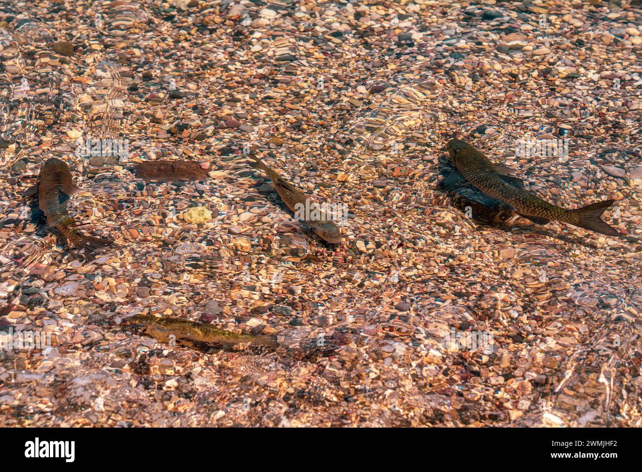 Fish lake garda hi-res stock photography and images - Alamy