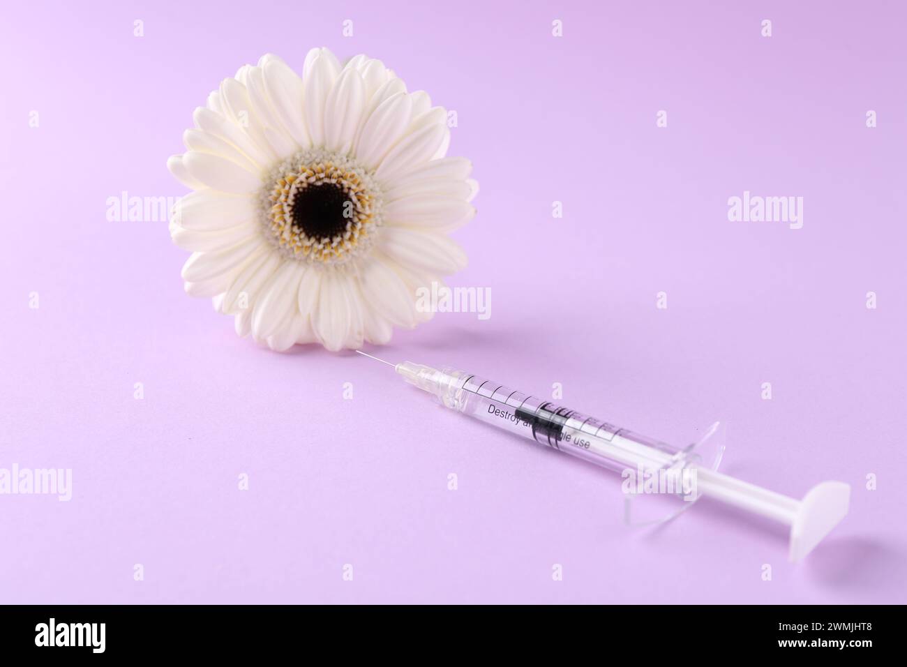 Cosmetology. Medical syringe and gerbera flower on violet background ...